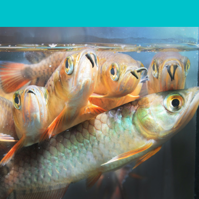 Best Live Food for Arowana - Pisces - India"s Largest Variety Insect Farm