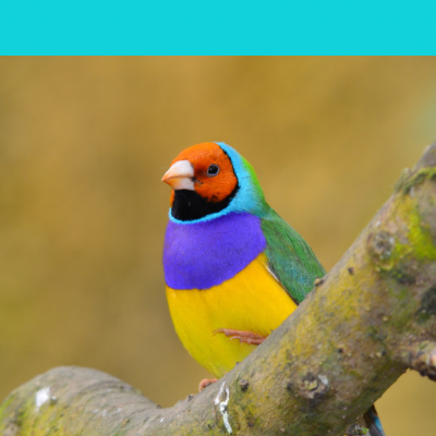 FINCH BIRD DIET - Pisces - India"s Largest Variety Insect Farm